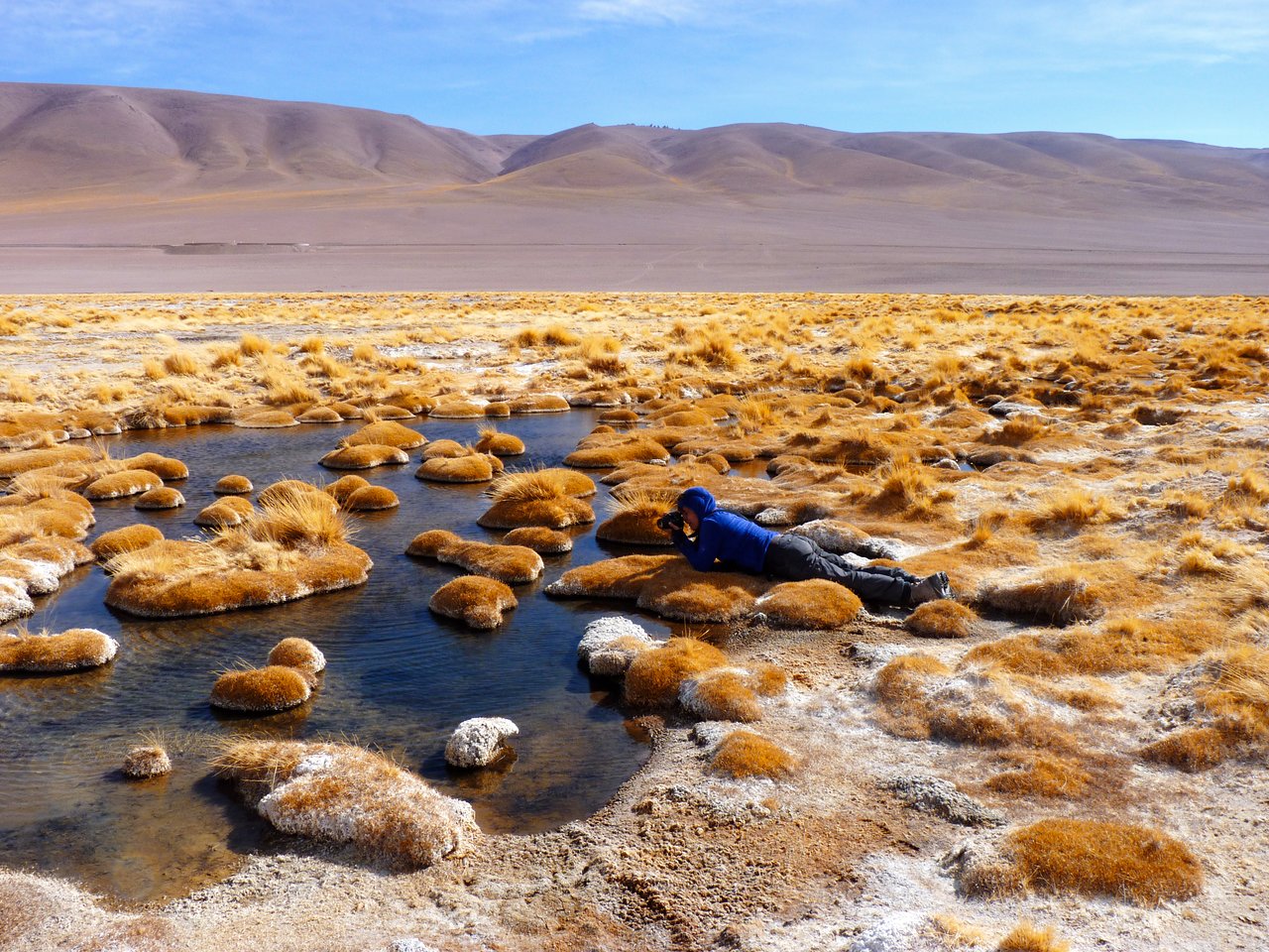 Interesting vegetation | ESO Chile