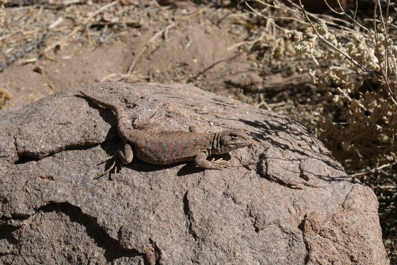 Desert lizard | ESO