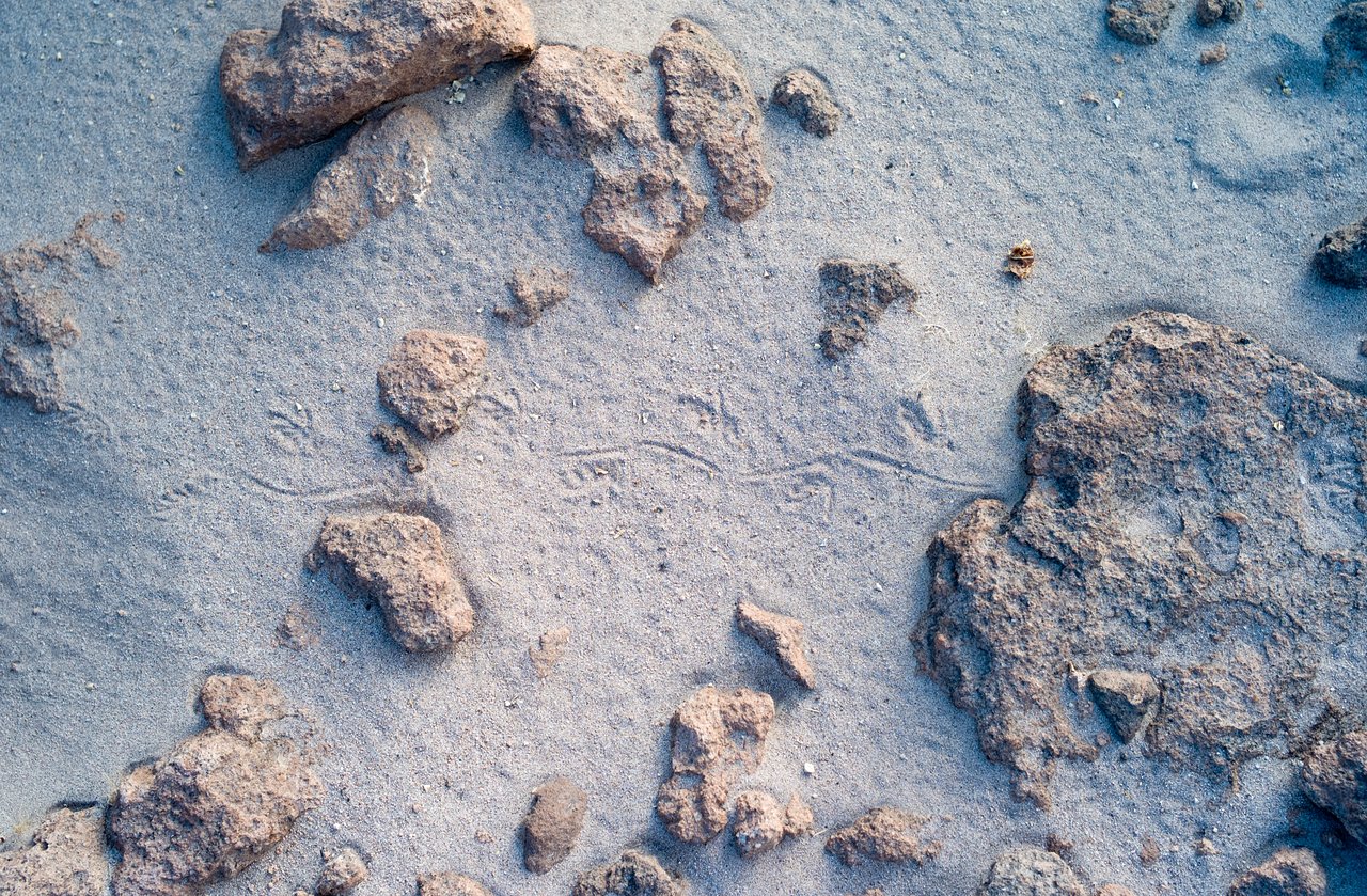 Lizard footprints at ALMA | ESO