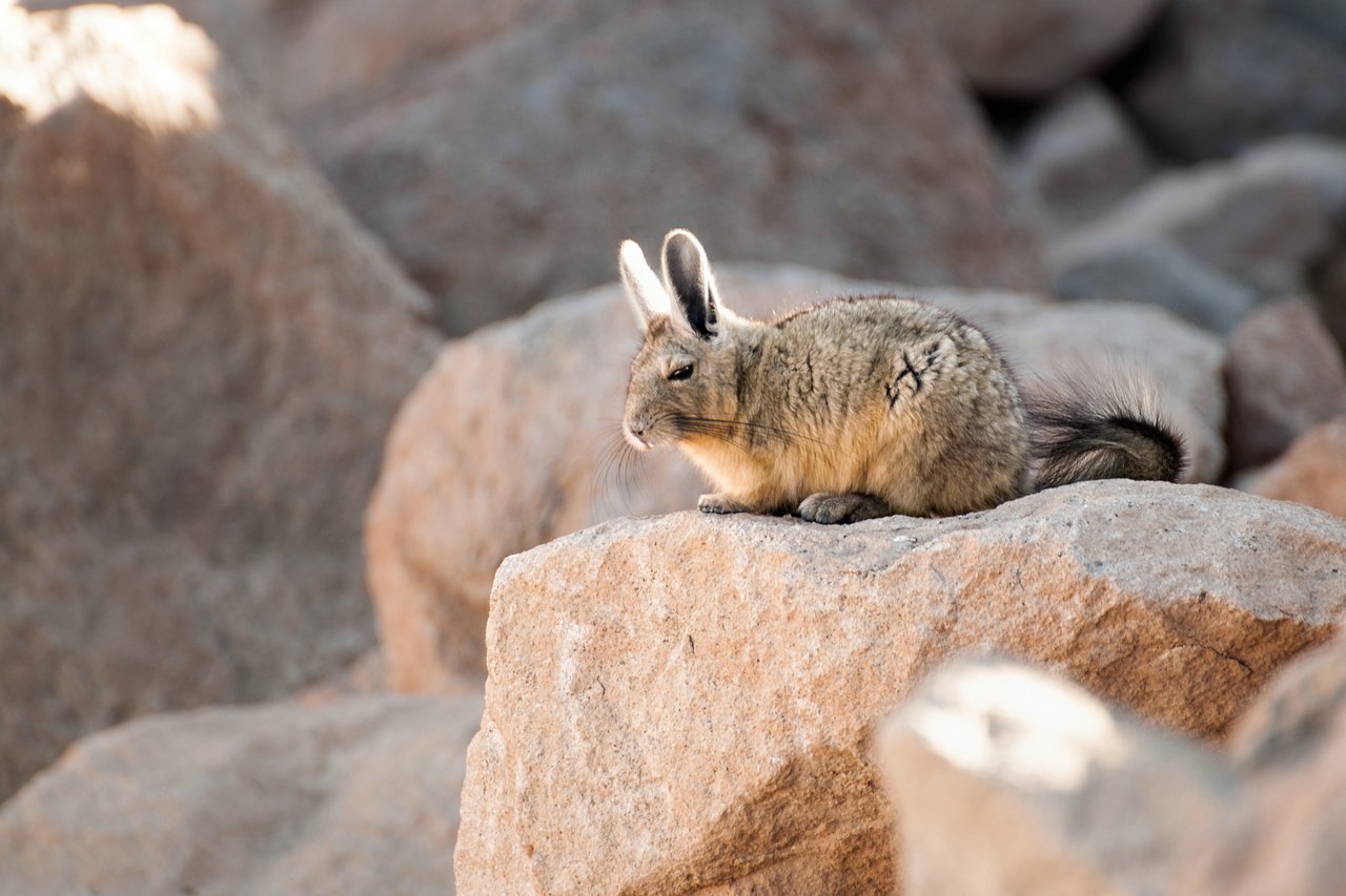 A viscacha basks in the sunshine | ESO