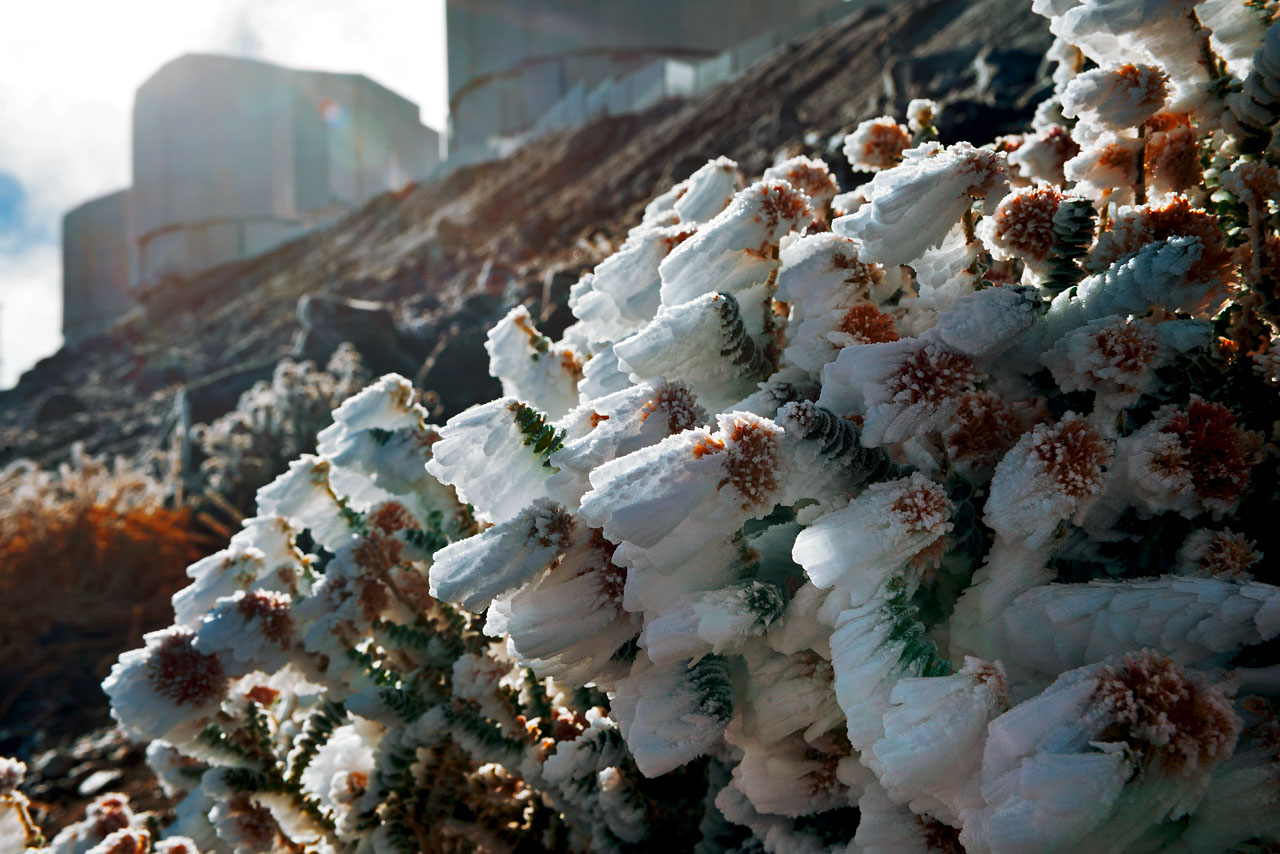 Frozen plants | ESO Suomi