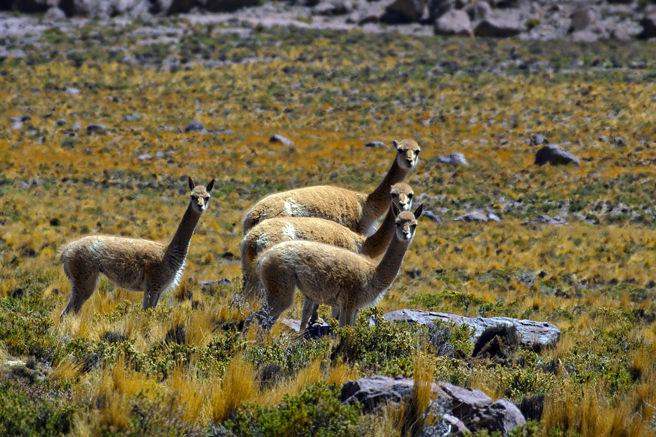 Fauna in Chile | ESO