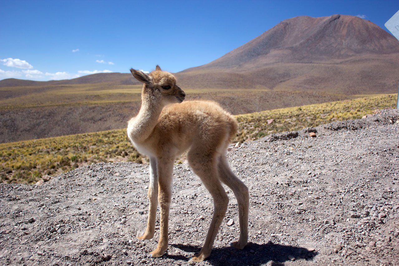 ALMA workers rescue abandoned vicuña fawn | ESO