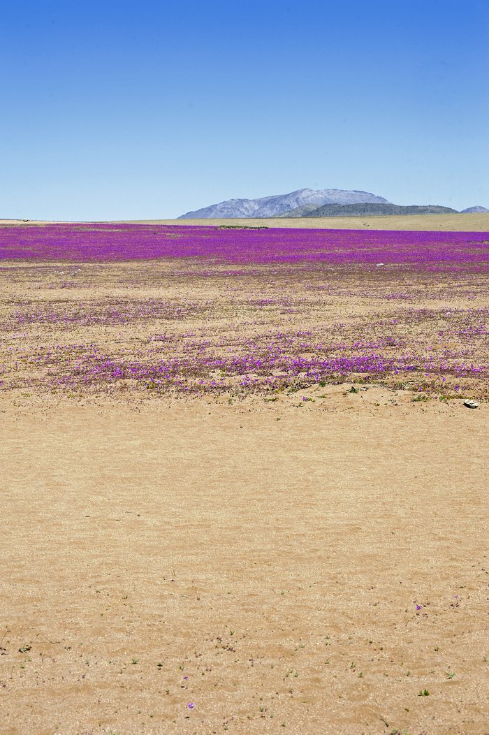 Atacama Desert in bloom | ESO
