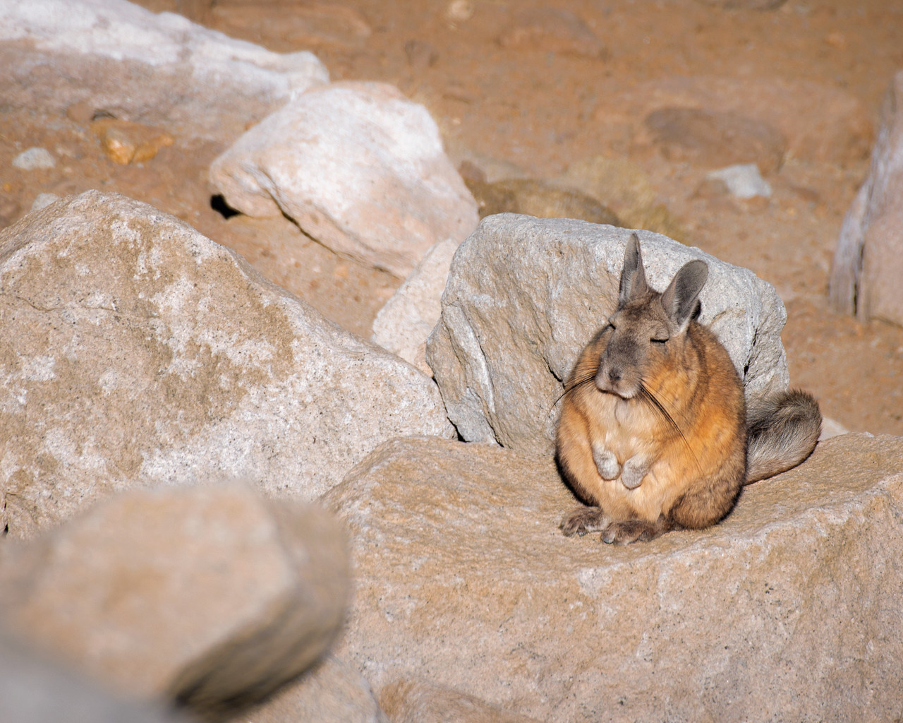 Visit from a viscacha | ESO