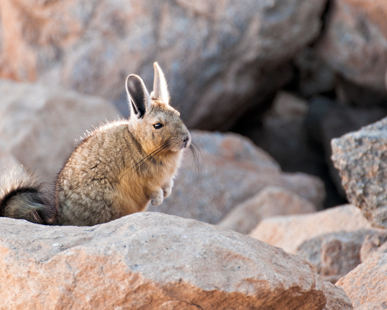 A viscacha | ESO