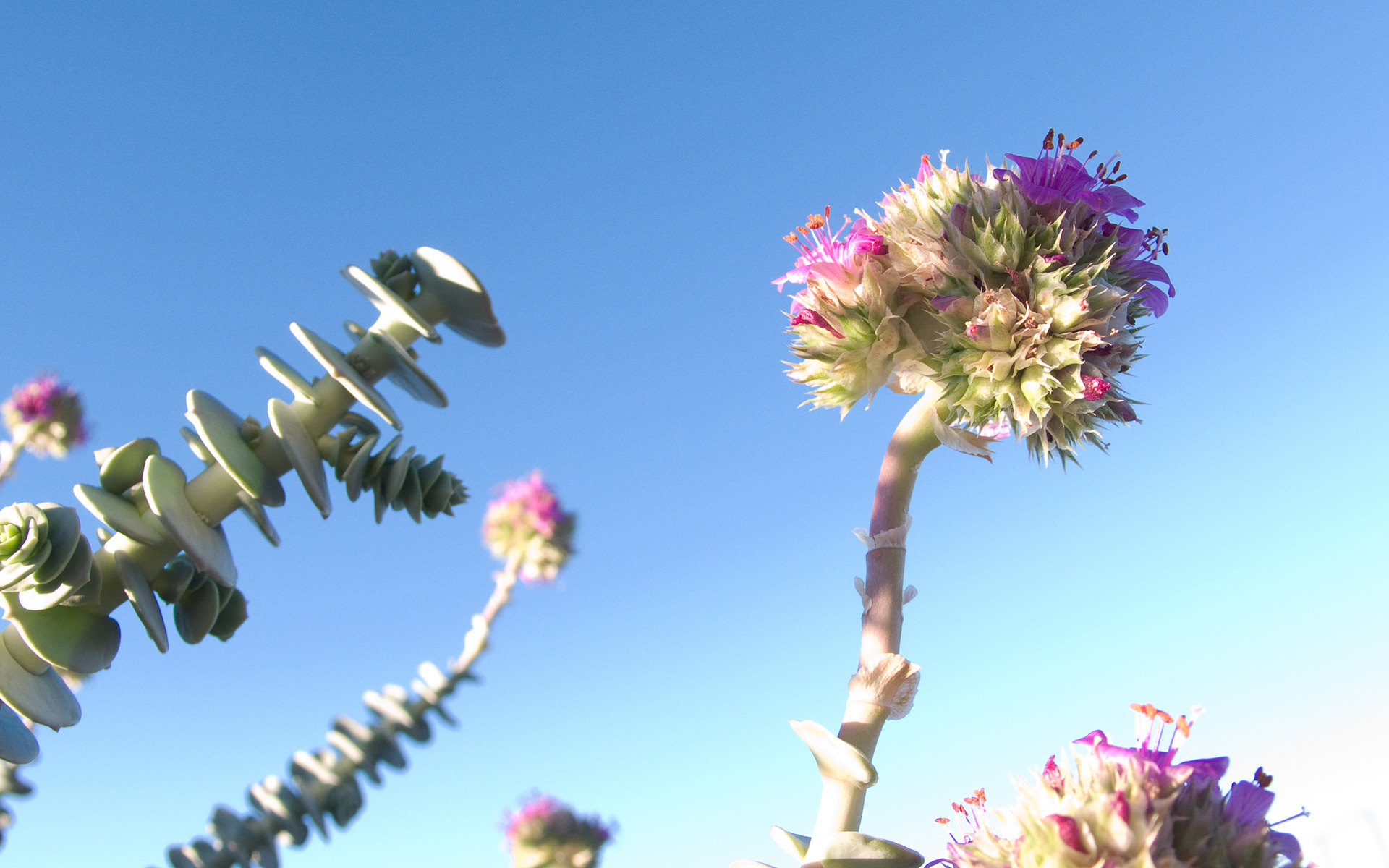 Flowers in the desert | ESO Portugal